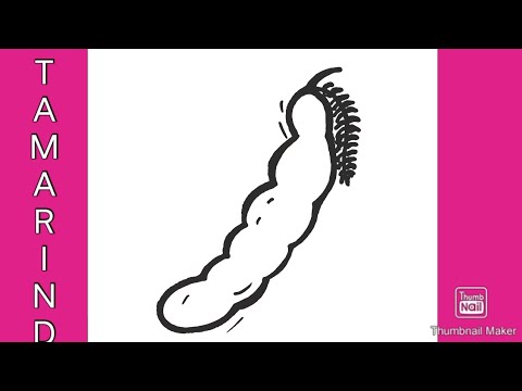 How to draw Tamarind 🤤| kid's drawing - YouTube