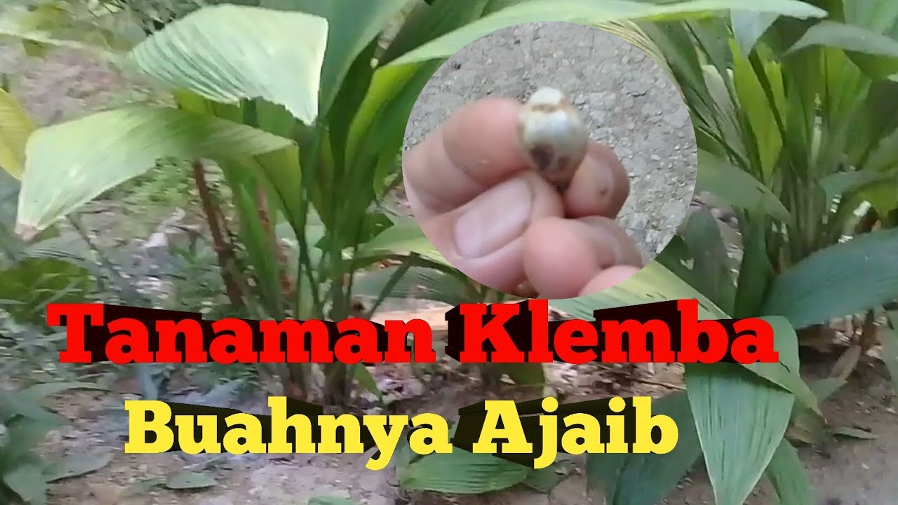 Tanaman lemba" Buahnya ajaib | Tanaman Langka Marasi - YouTube