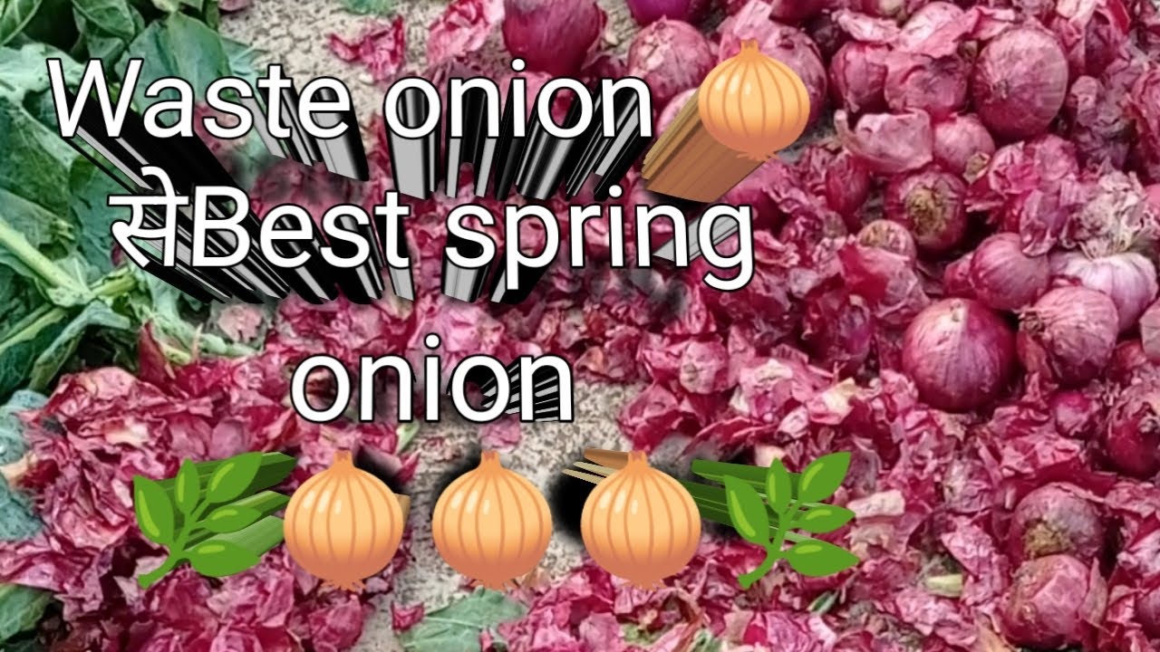 Waste onion से Best Spring onion kaise banaen 🧅🌿#gardening # ...