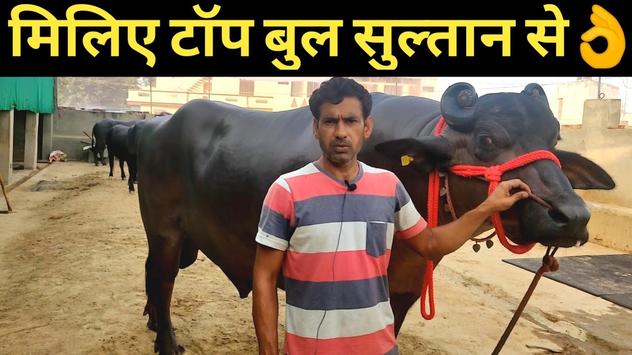 सुल्तान बुल👍SULTAN Super Murrah Bull @Haryana INDIA - YouTube