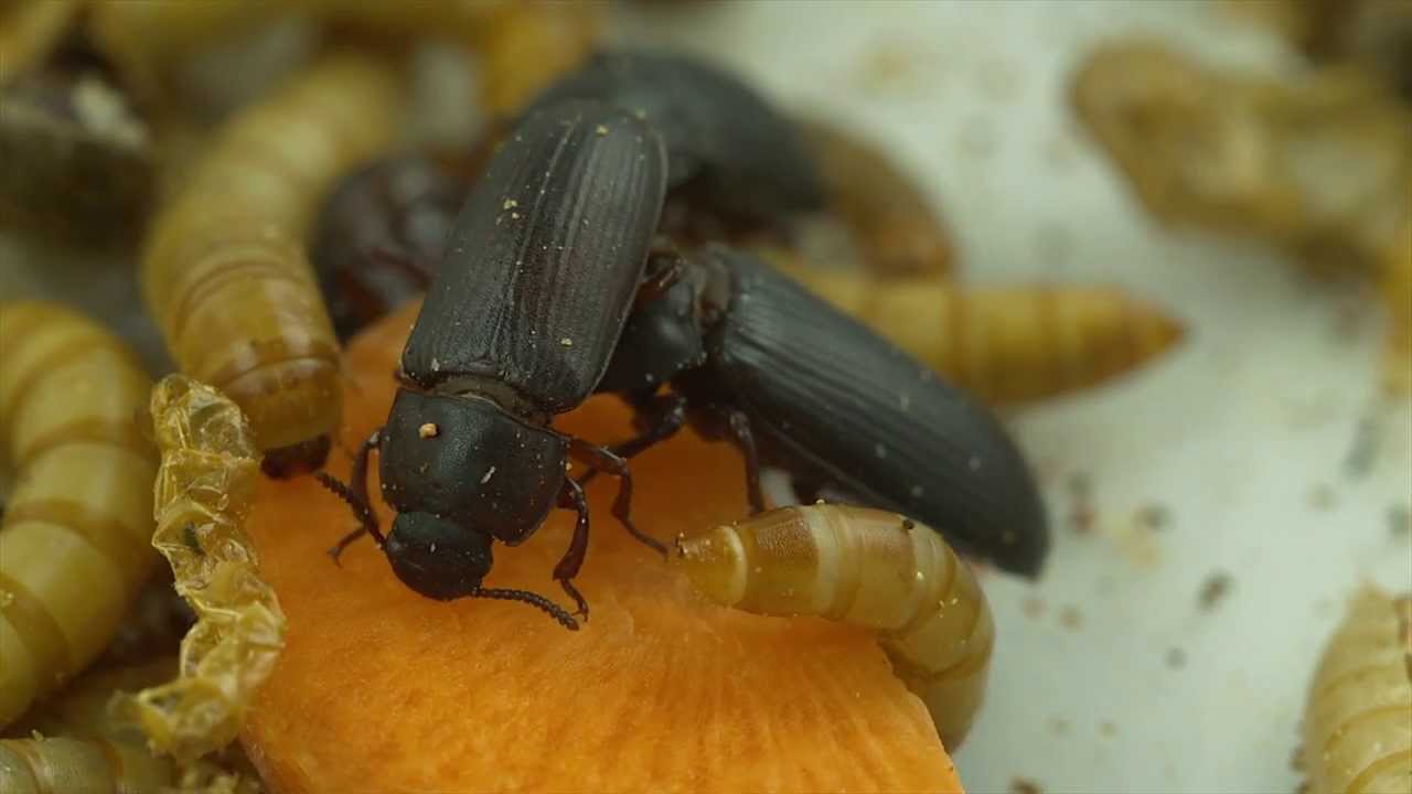 Mealworm Beetle (Tenebrio molitor) - YouTube