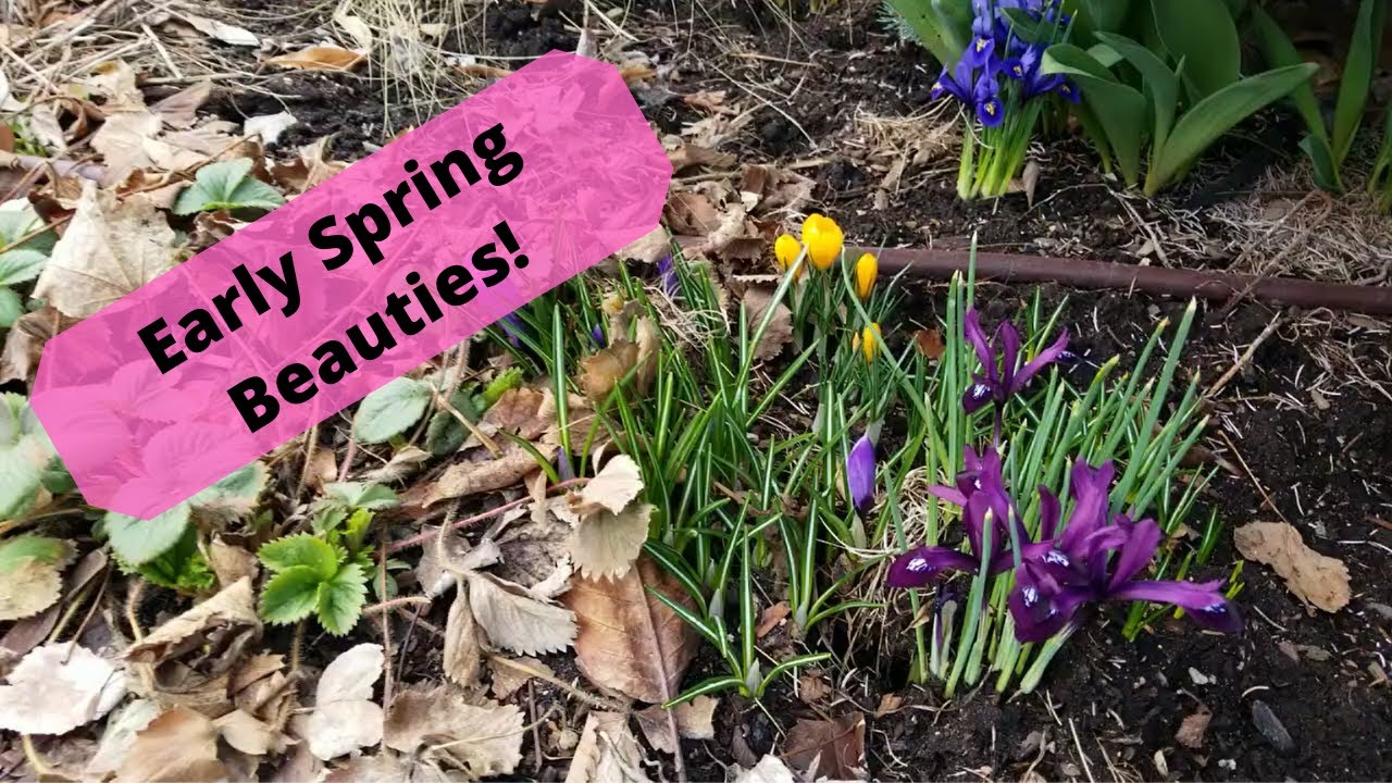 Early Blooming Spring Bulbs - YouTube