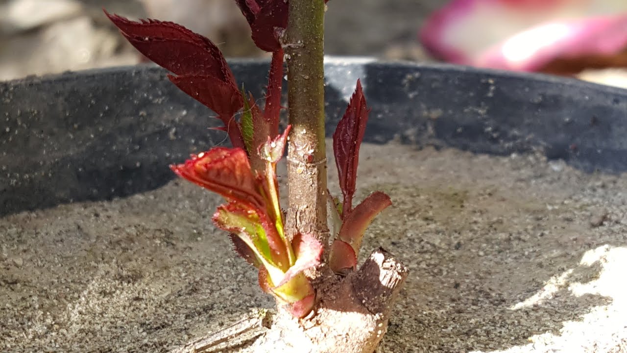 100% Successful Ways To Get Basal Shoots In Rose Plant - YouTube