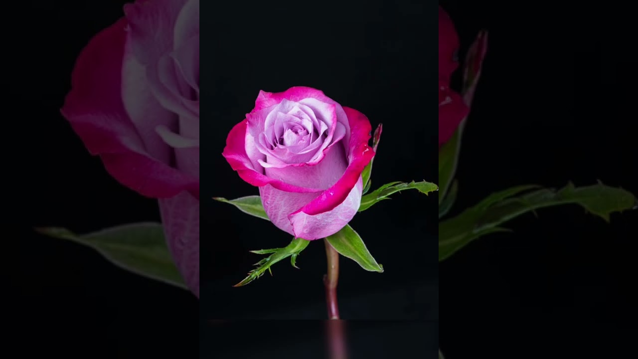 beautiful rose flowers created by GOD🌹ဘုရားသခင် ဖန် ဆင်းထားတဲ့နှင်းဆီပန ...