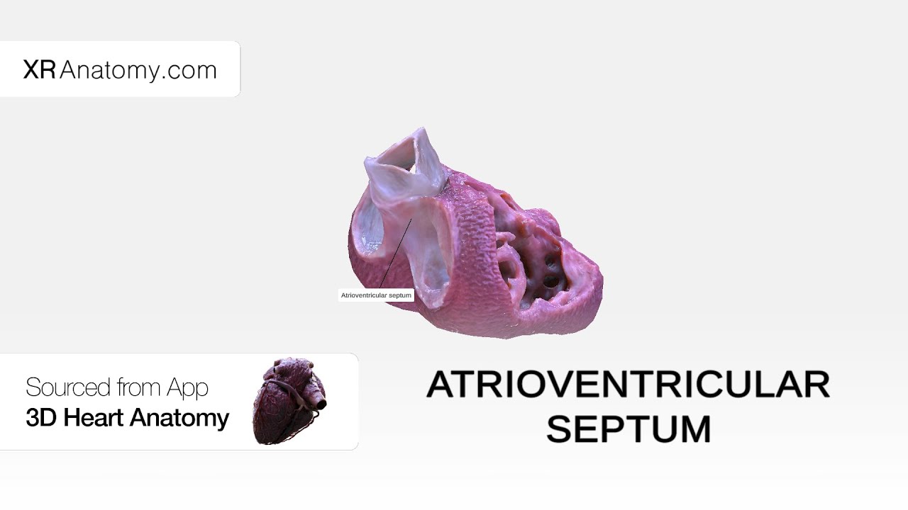 Atrioventricular septum - YouTube