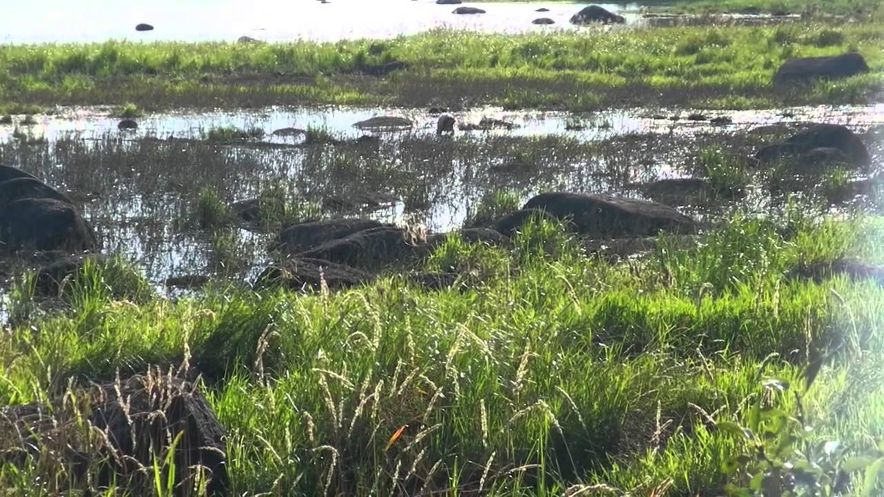 Spednic Lake Trip w Archer Aug 2014 - YouTube