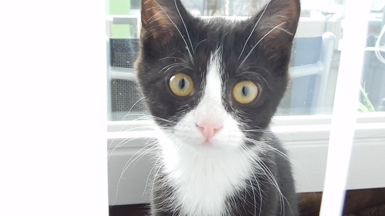 Antan and Boxer - Boxer ´s spit compilation HD 1080p - YouTube