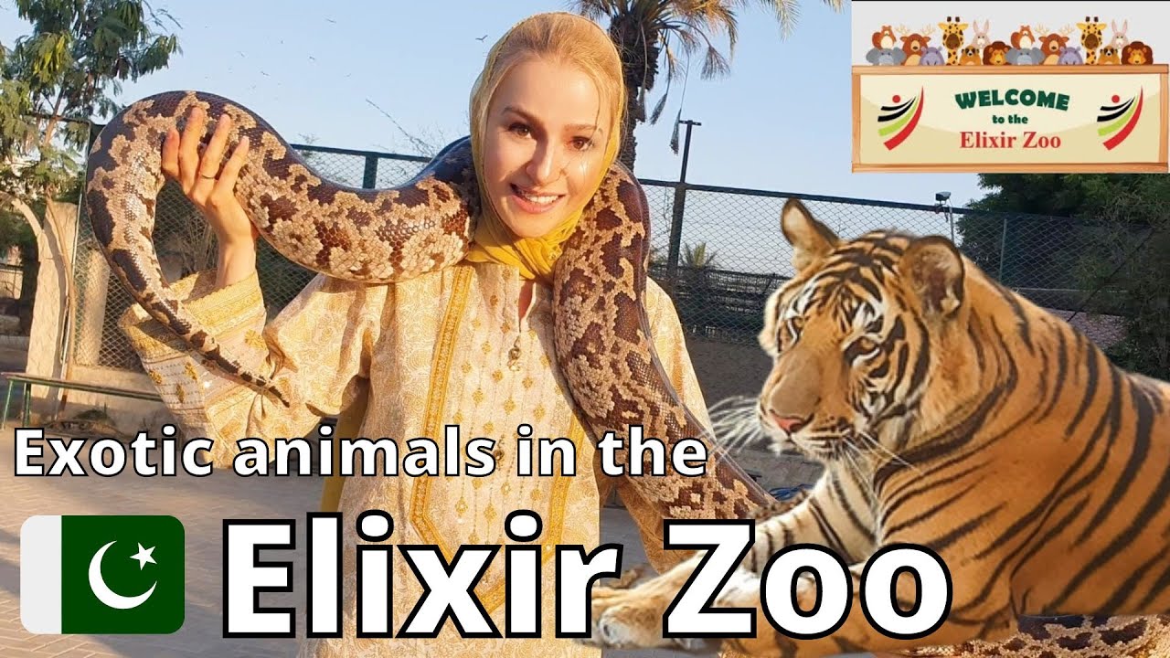 I held a giant snake around my neck - ELIXIR ZOO, Pakistan, Karachi - YouTube