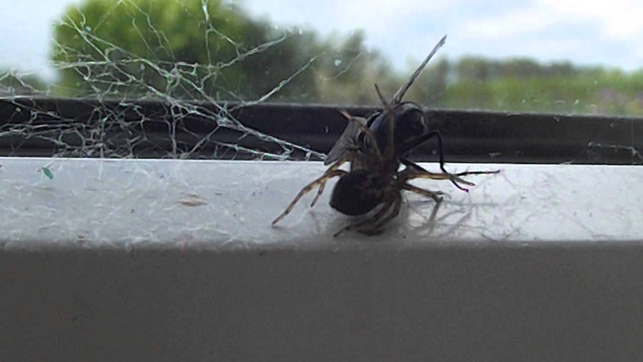 Spider eating fly alive. NATURE AT ITS BEST!! Epic. Amazing quality ...
