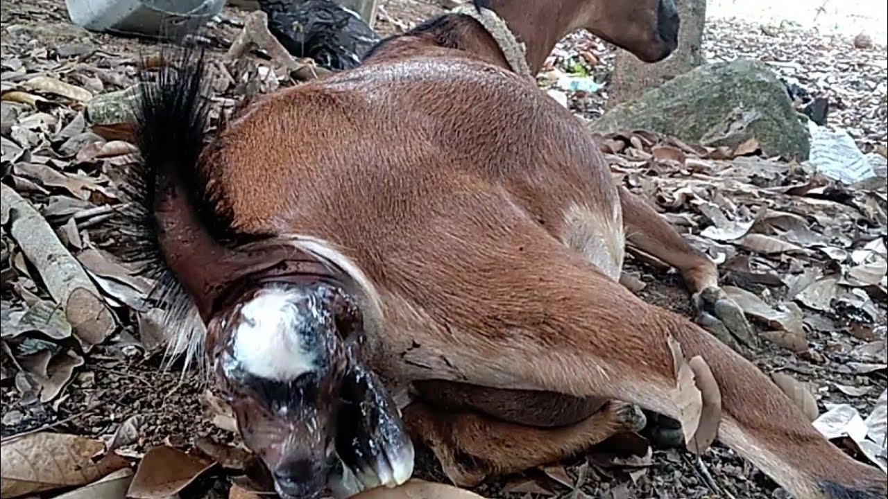 Goat Giving Birth (NSD) - YouTube