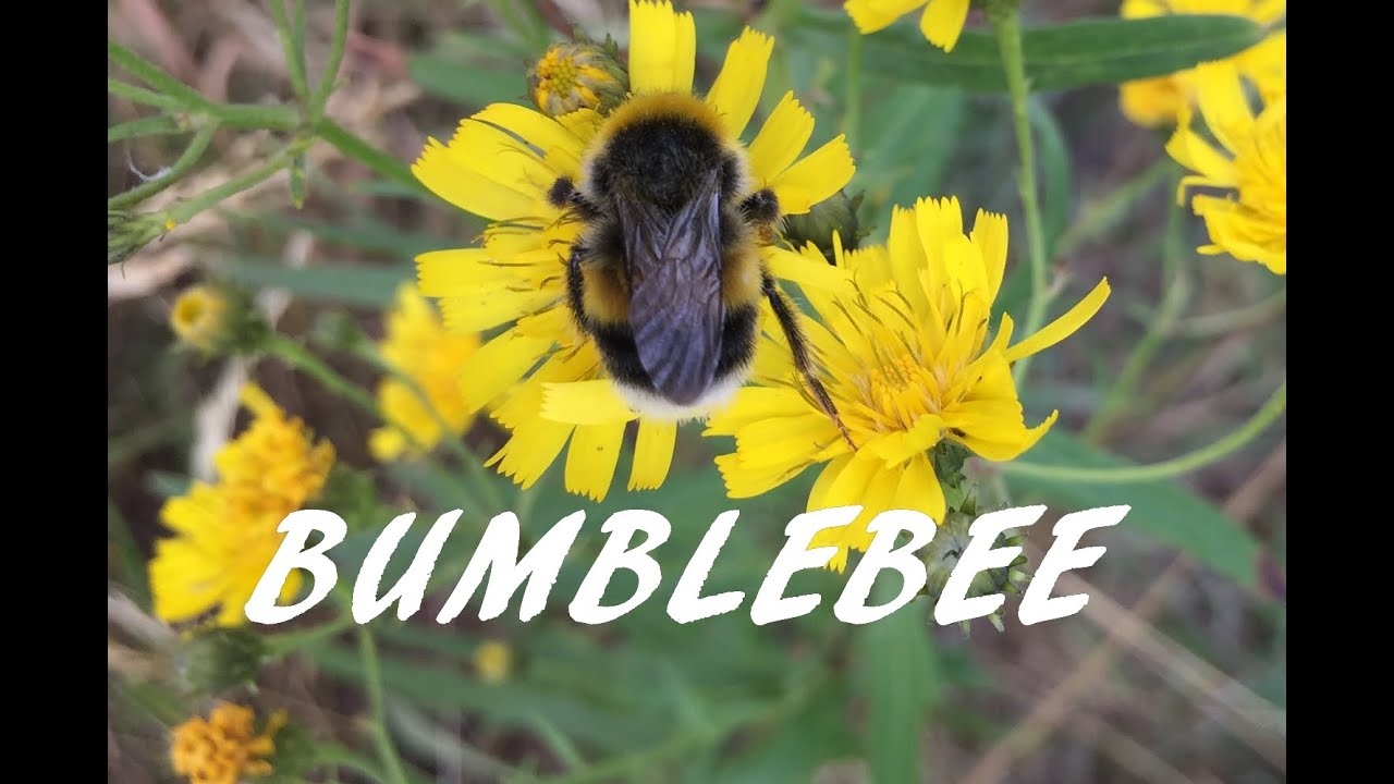 Bumblebee - YouTube