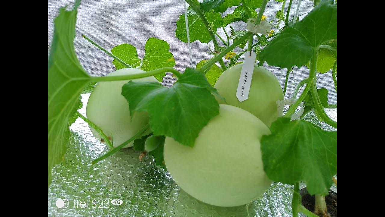 Melon berbuah banyak dengan sistim machida - YouTube