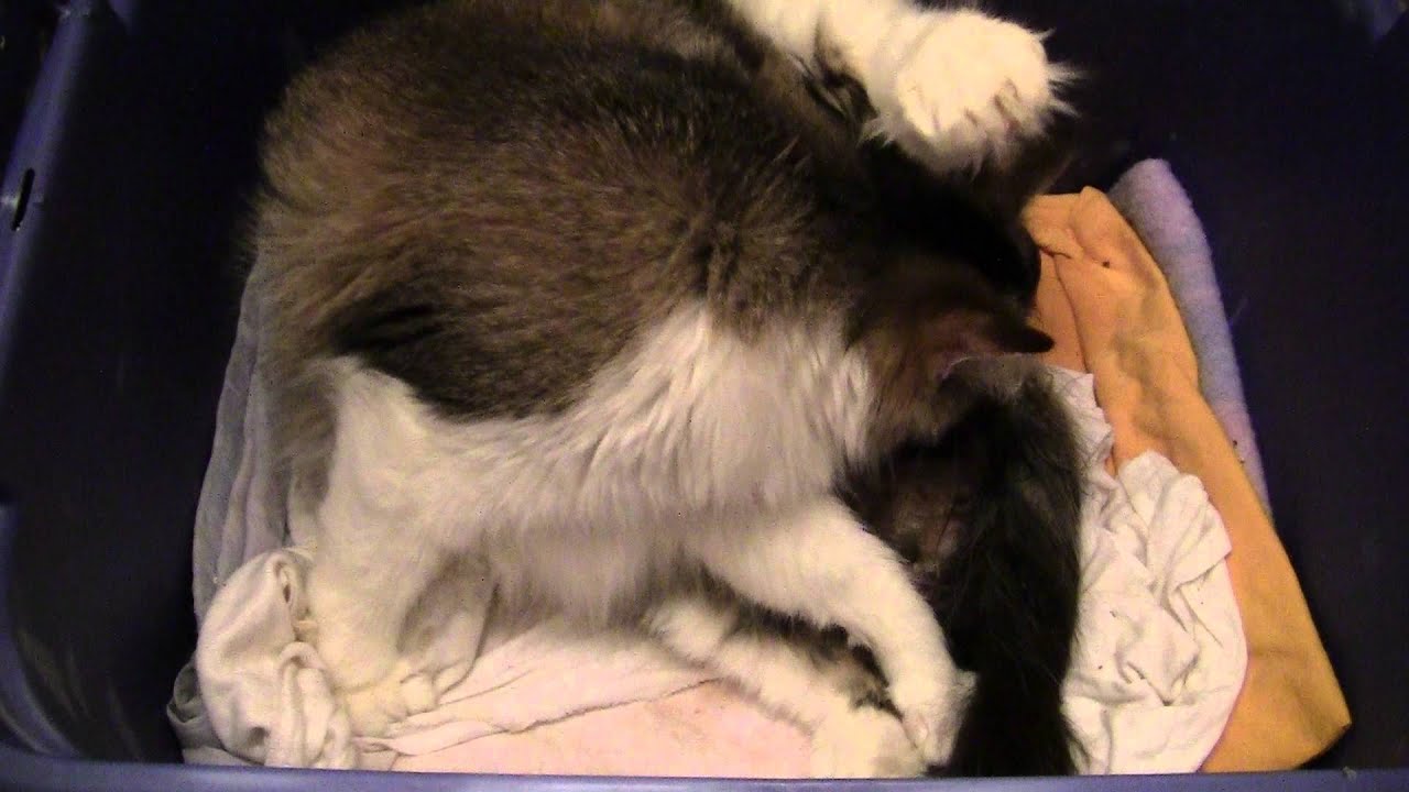 Norwegian forest cat giving birth 128 - YouTube