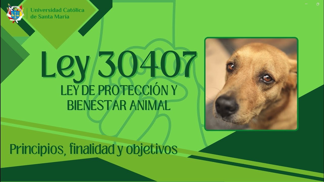 LEY 30407, Ley de Protección y Bienestar Animal - YouTube