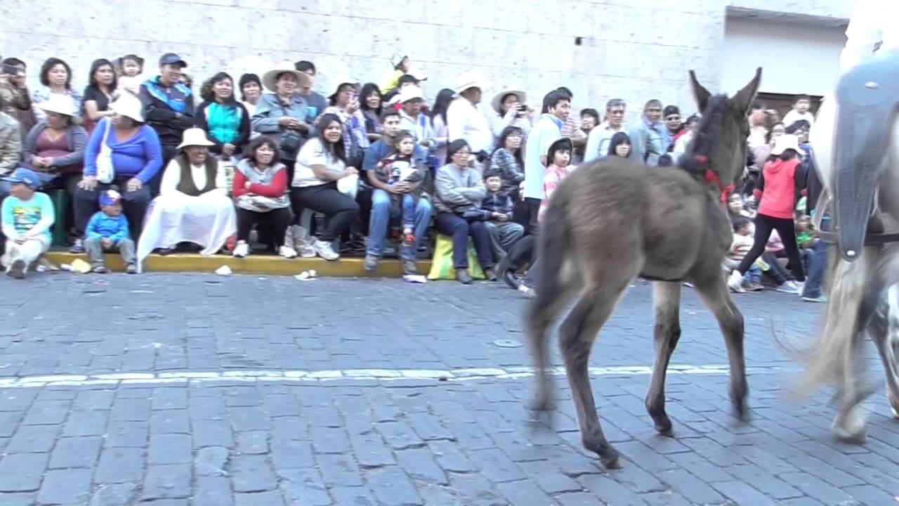 El animal más alegre - gayest animal - YouTube