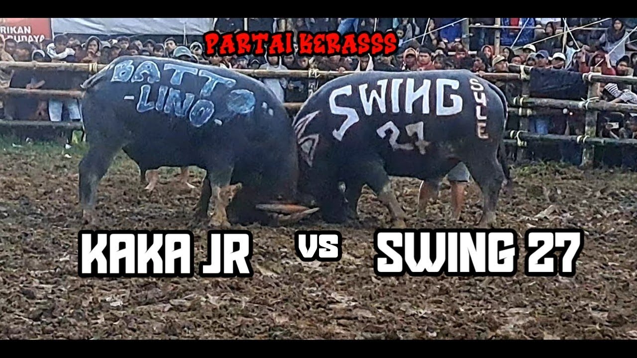 ADU KERBAU TORAJA JUNI 2024 | SWING 27 TO' PATTUNG GRUP (WIN) VS BATO ...