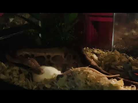 *Trigger Warning* Video of my large Blood Python, inspecting a rat she plans to eat. - YouTube