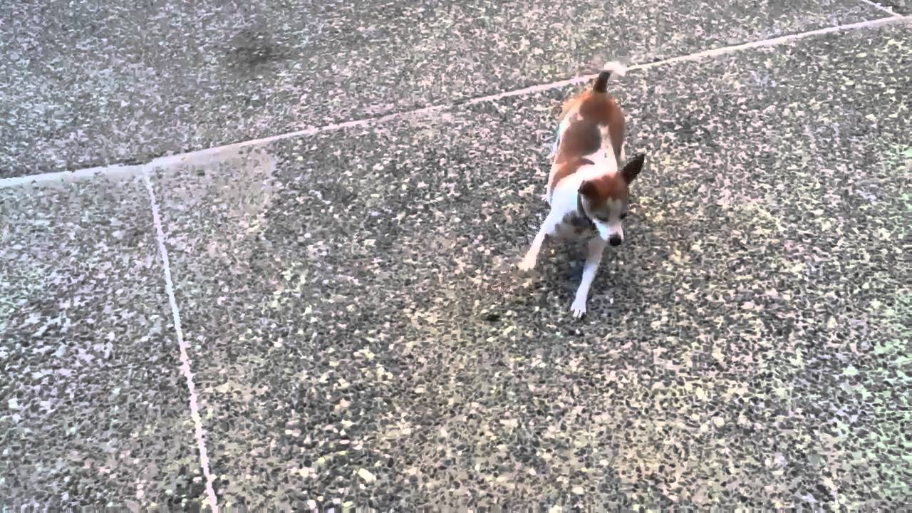 Dog chasing bug - YouTube