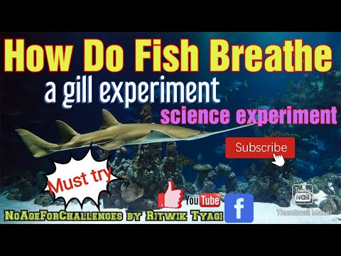 How do Fish breathe/A gill experiment/backyard science experiment ...