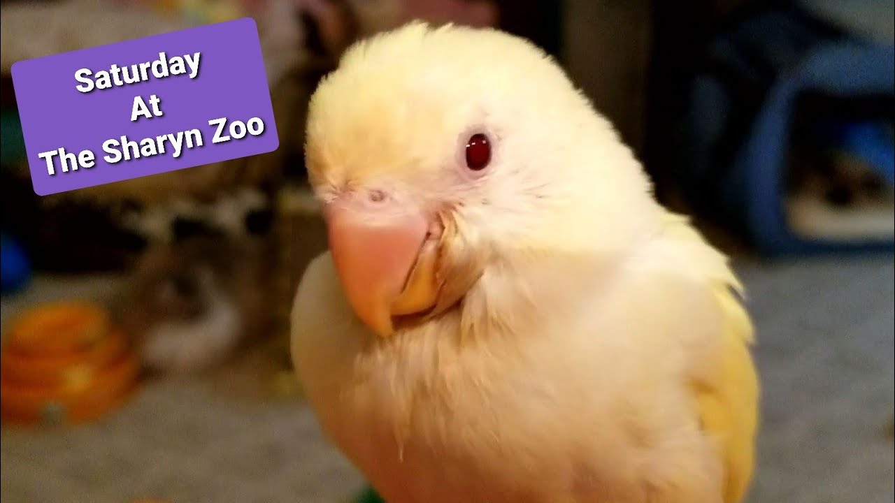 💕 A RELAXING SATURDAY AT THE SHARYN ZOO 💕 - YouTube