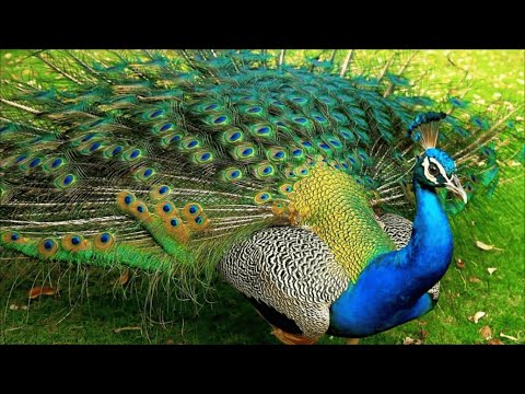 Original video wild Peacock Hypnotic Display — Nature’s Most Stunning Love Dance! Real nature sound.