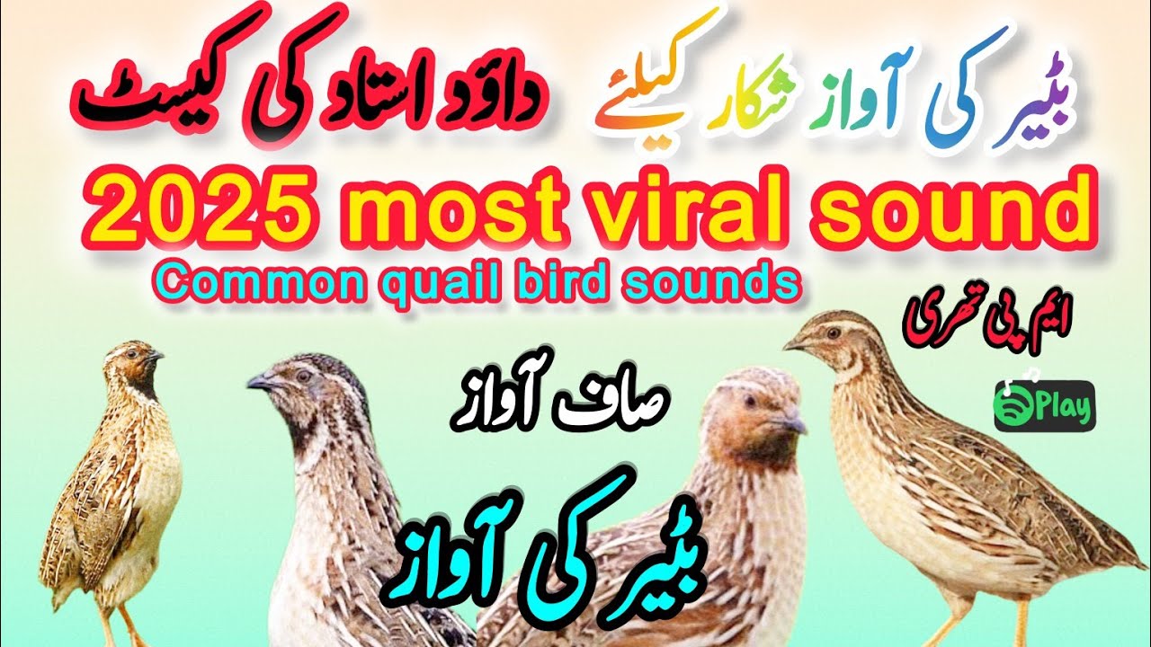 17 May 2025 quail bird sounds bater ki awaz quail sounds بٹیر کی آواز ...