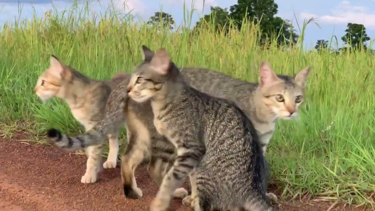 PoPo cats happy at the fields, mountain and watch the sunset. Looks ...