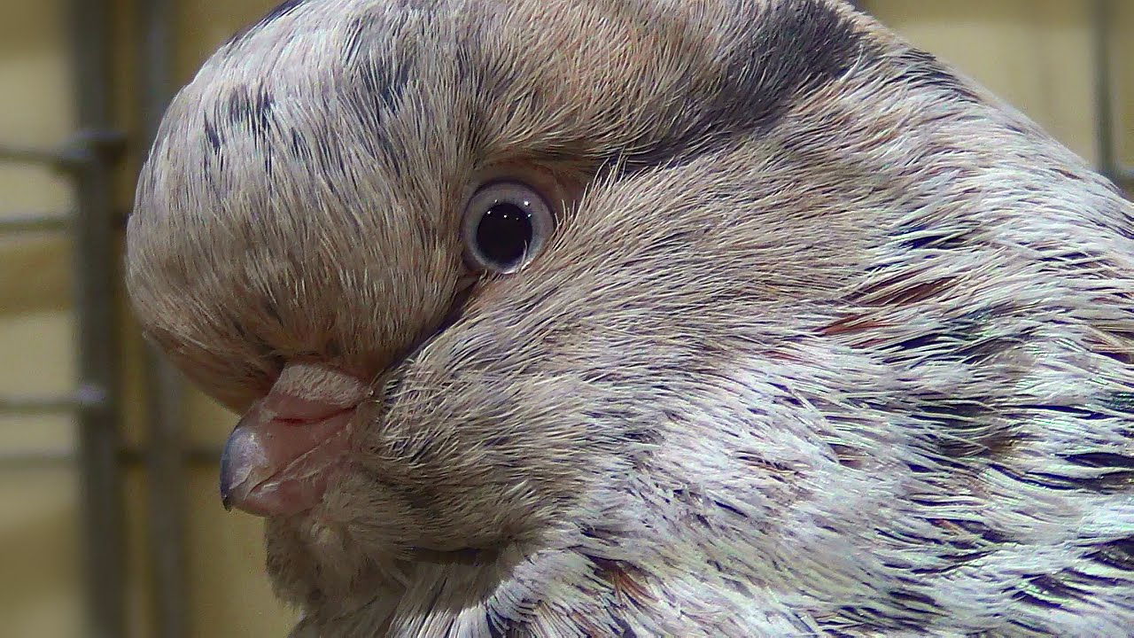 English Long Face Tumblers Pigeons - Culbutants Anglais - YouTube