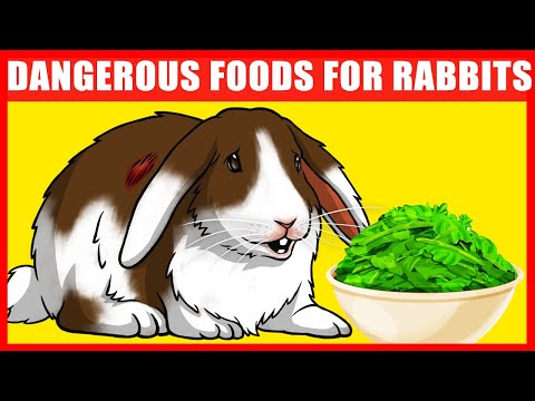 Vegetables and Fruits That Will Kill Your Rabbit