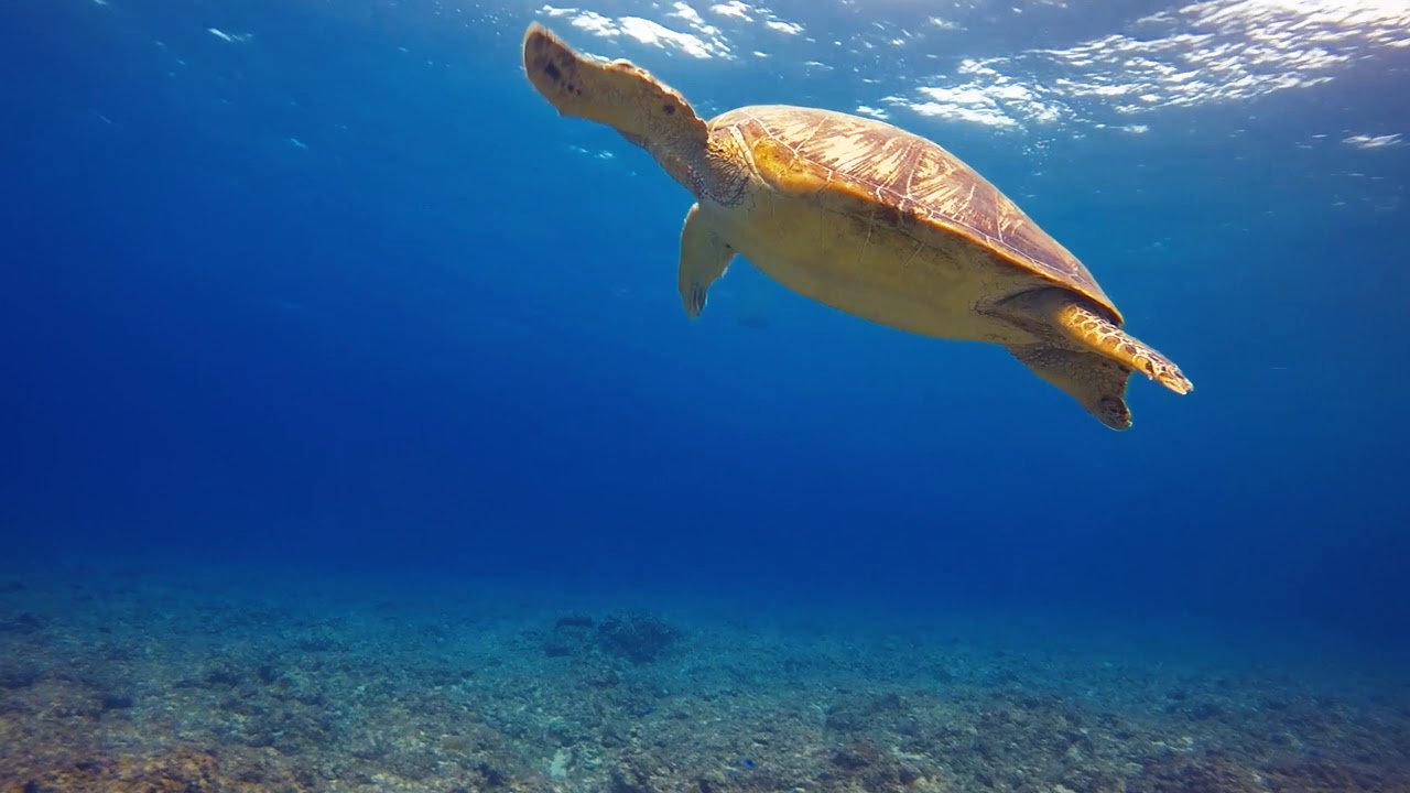 2 Minutes of Relaxing Ocean Animals - YouTube