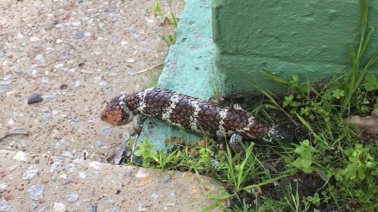 Shingleback Lizard close up Western Australia - YouTube