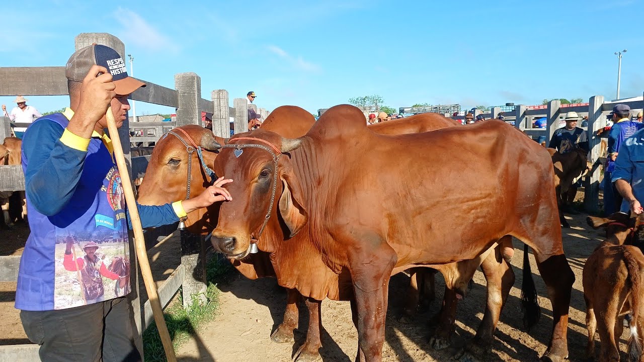 FEIRA DO GADO DE DOIS RIACHOS ALAGOAS [19/04/2023] - YouTube