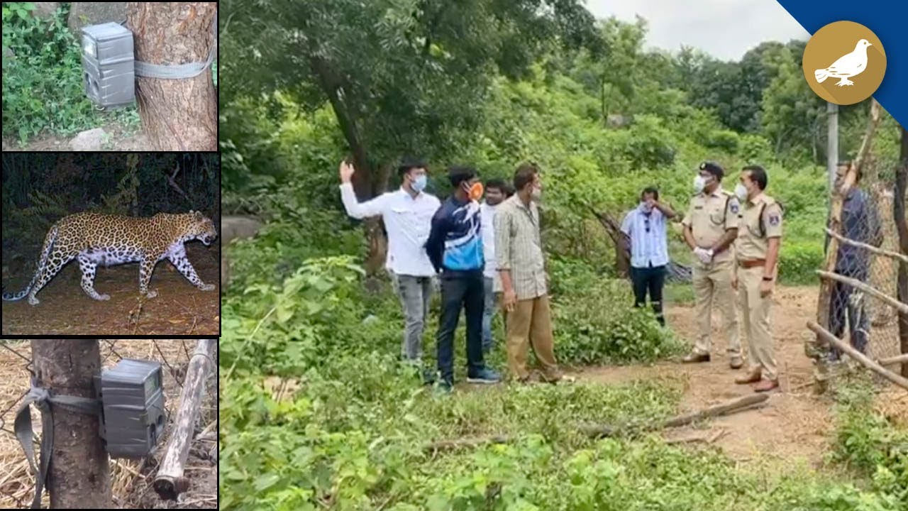 Forest officials install CCTV cameras to track elusive leopard - YouTube