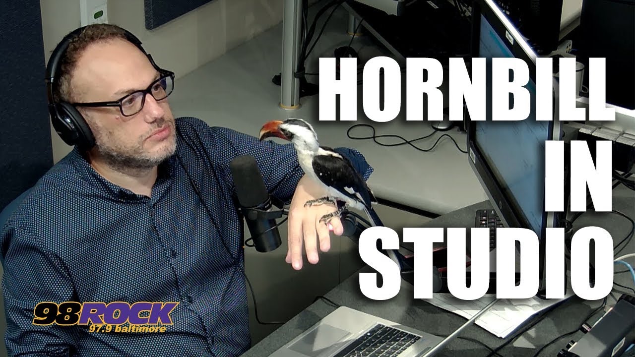 Von der Decken Hornbill in Studio - YouTube