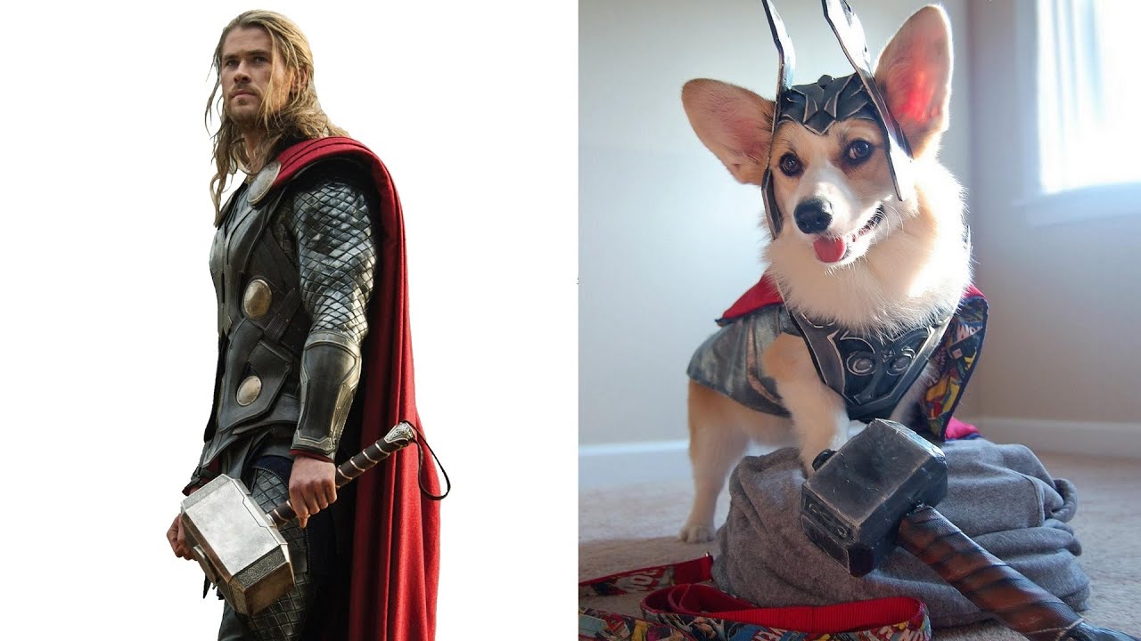 SUPERHEROES in Real Life as Dogs - YouTube