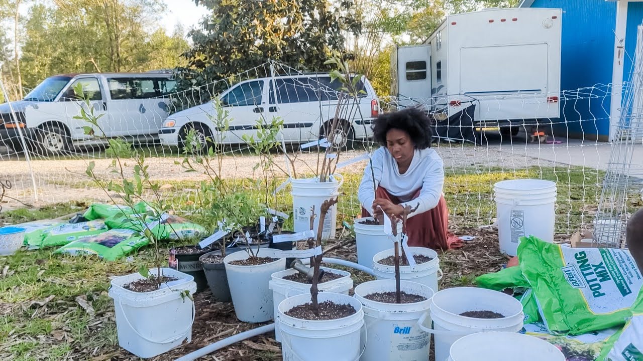 I ordered MORE fruit trees! / TY TY Nursery Unboxing and Up potting ...