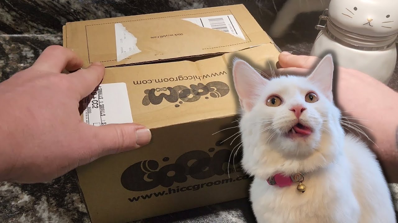 Feline Fun Unleashed: Unboxing HiCC Pet Goodies with Aurora! - YouTube