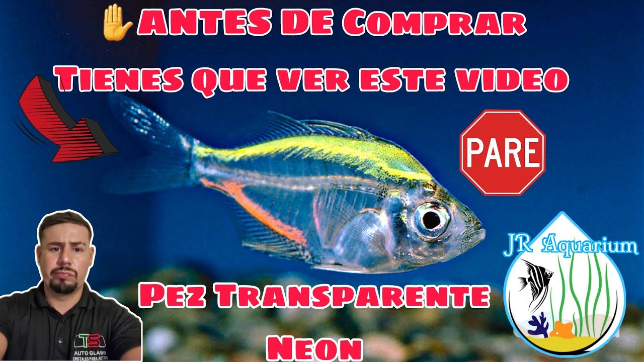 Pez tetra transparente neon / pez de cristal neon. Guia de cuidados ...