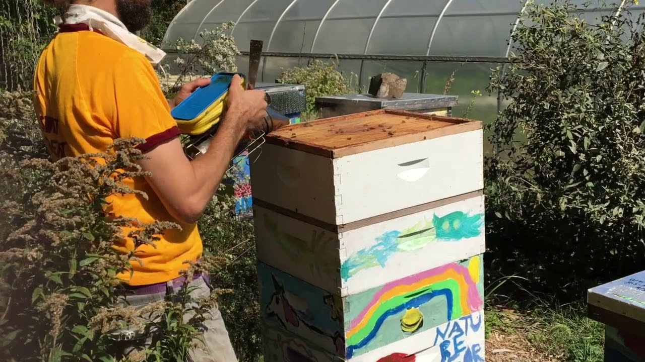 Bee Magic - Honey Production - YouTube