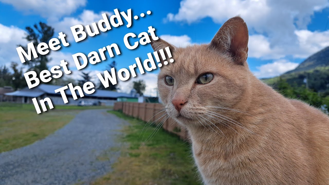 Would You Adopt This Cat? - The Big Cat Ranch Rescue Story Of A Very ...