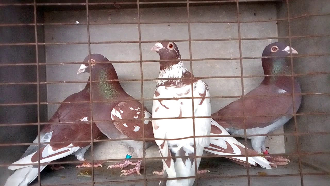 Meulemans pigeons 1 - YouTube