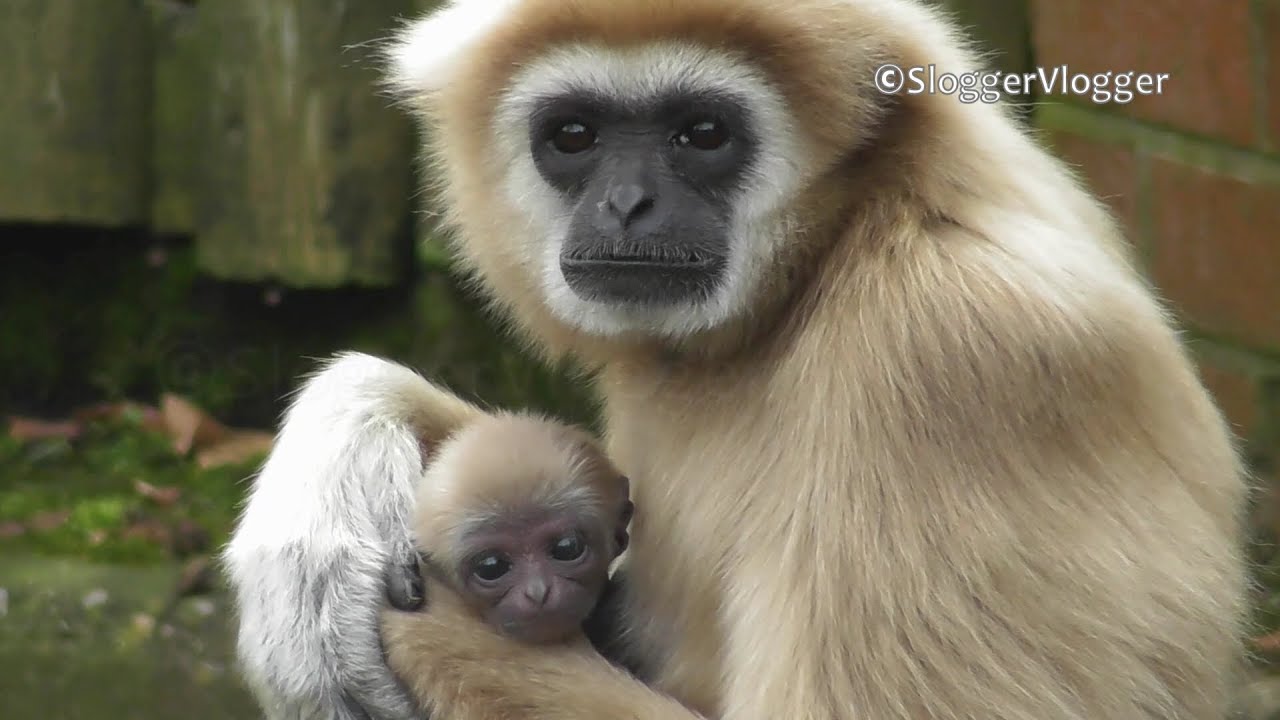Cute Baby Gibbon
