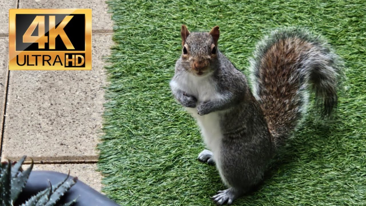 #squirrel video no.126 - Bad weather & squirrels - YouTube