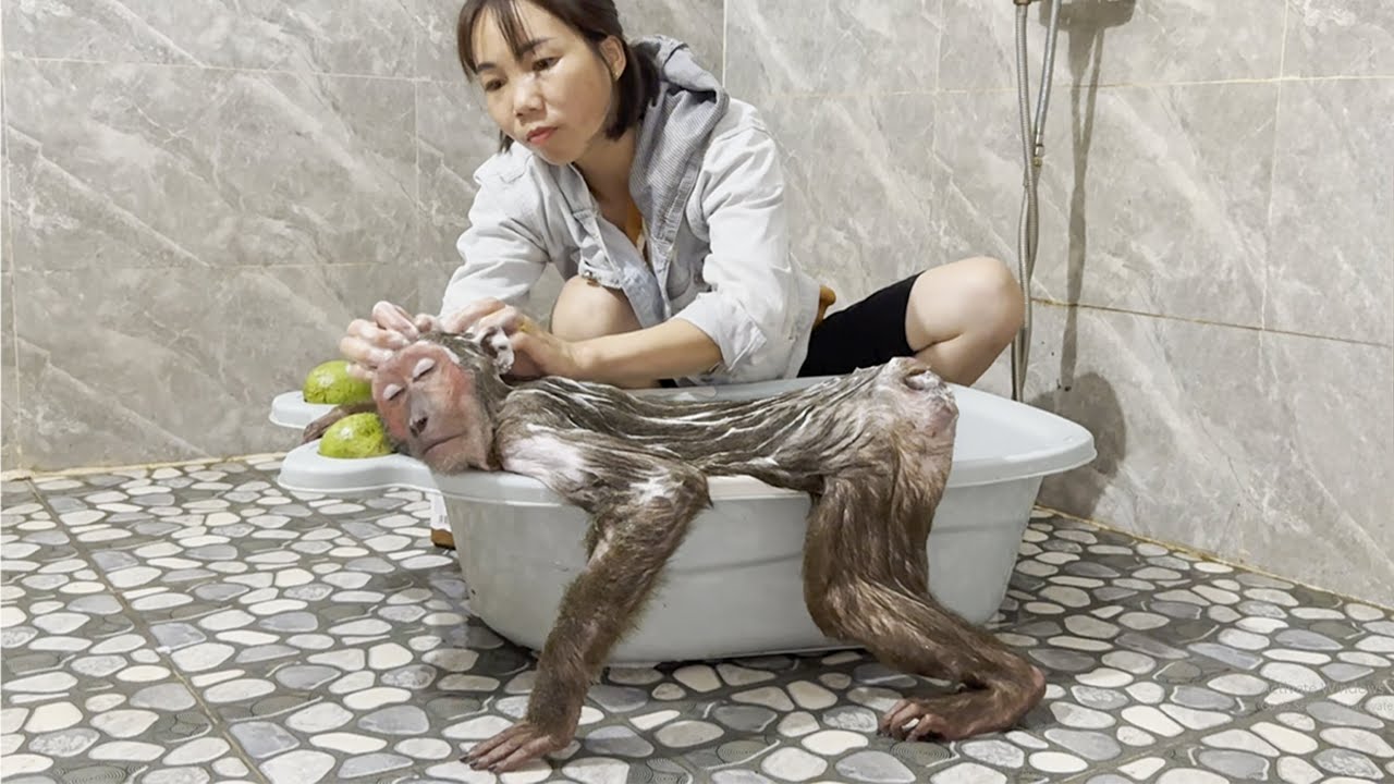 Abu the Monkey’s Ultimate Spa Day – Pure Relaxation! - YouTube