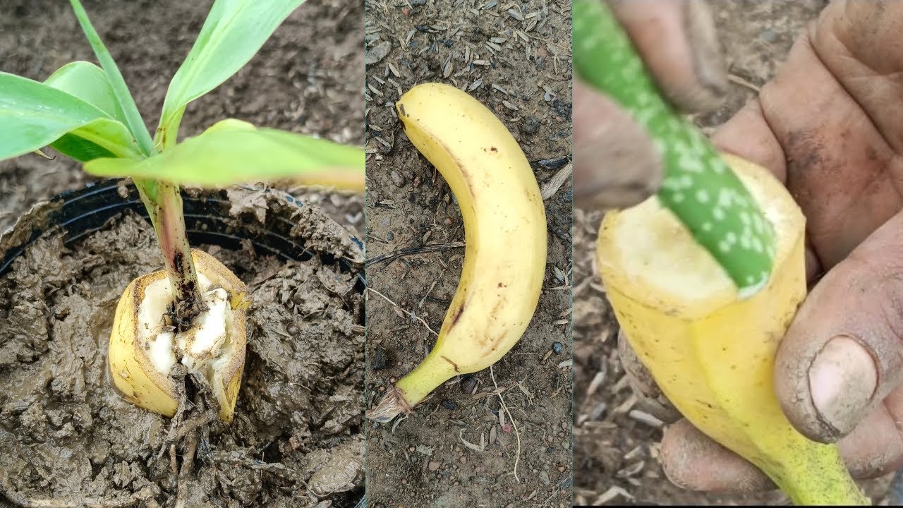 new skills growing Banana tree from banana fruit - YouTube