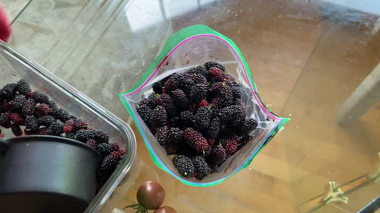 Mulberries: freezing fresh harvest - YouTube