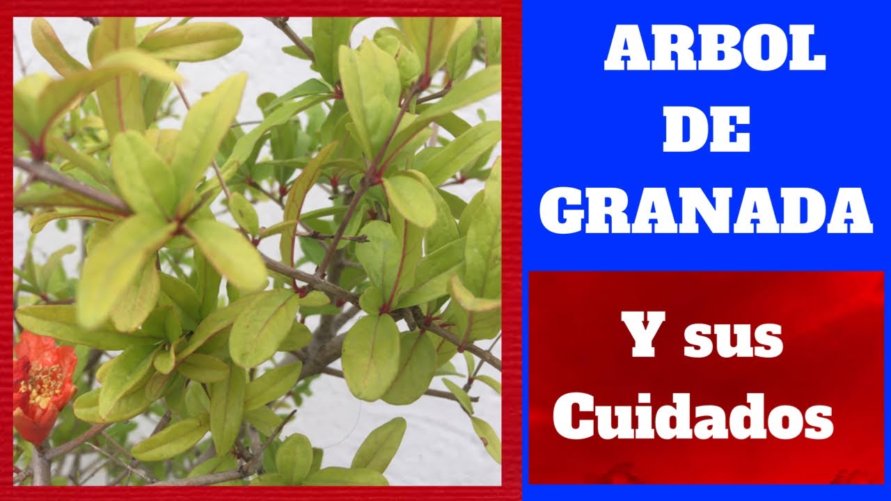 COMO CUIDAR UN ARBOL DE GRANADO #191 - YouTube