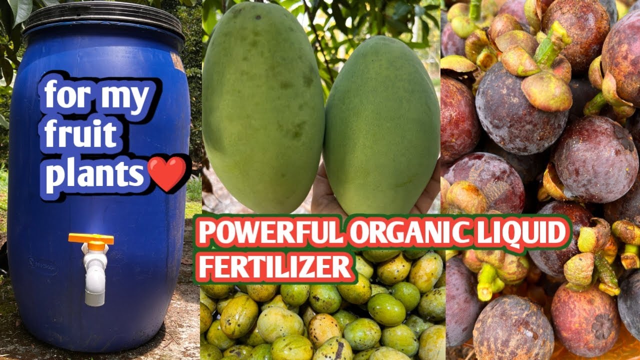 BEST ORGANIC LIQUID FERTILIZER FOR MY FRUIT PLANTS ️ - YouTube