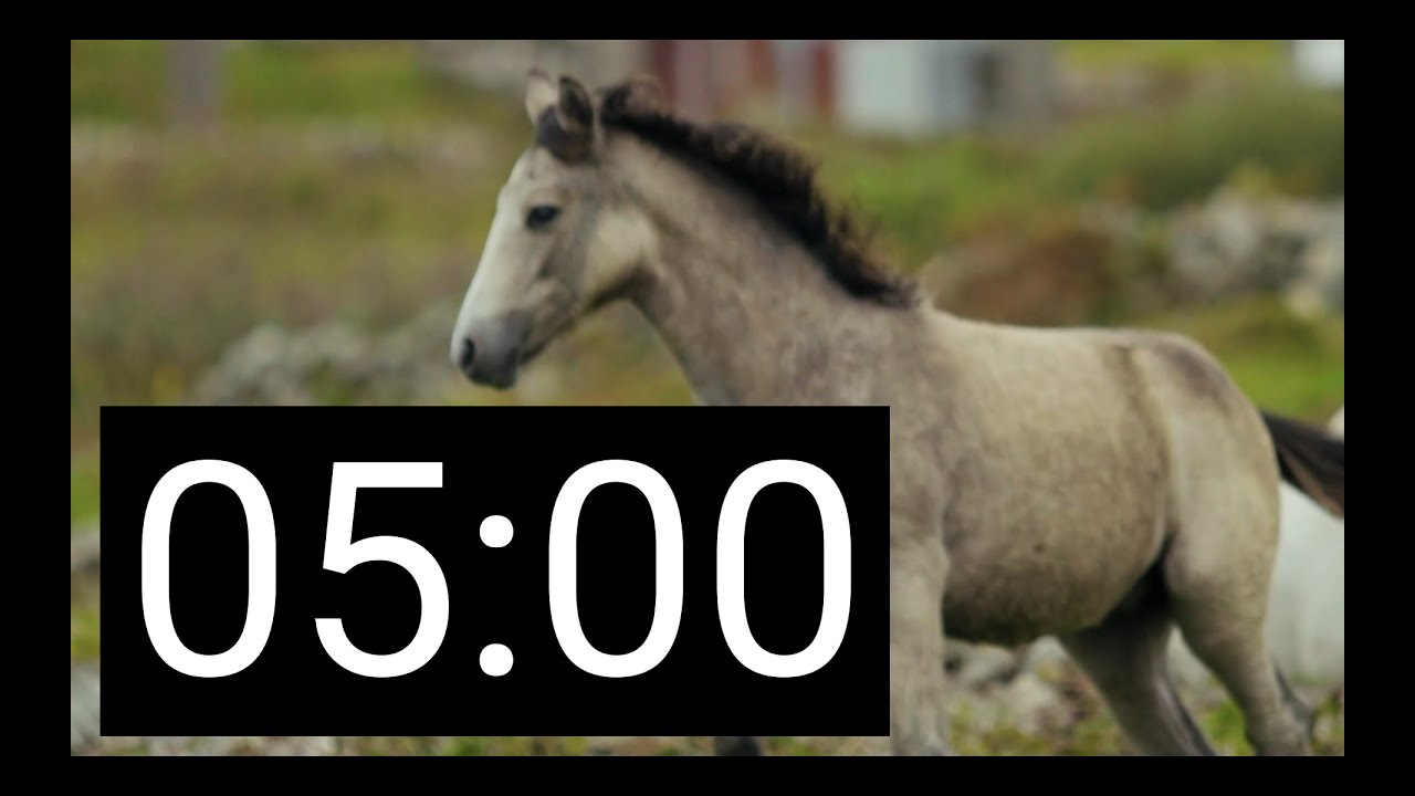 5 Minute Timer (Horses) - YouTube