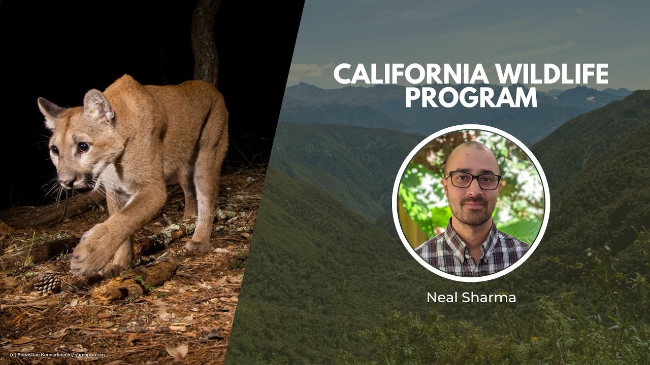 Protecting Wildlife Across California | Wildlife Conservation Network ...